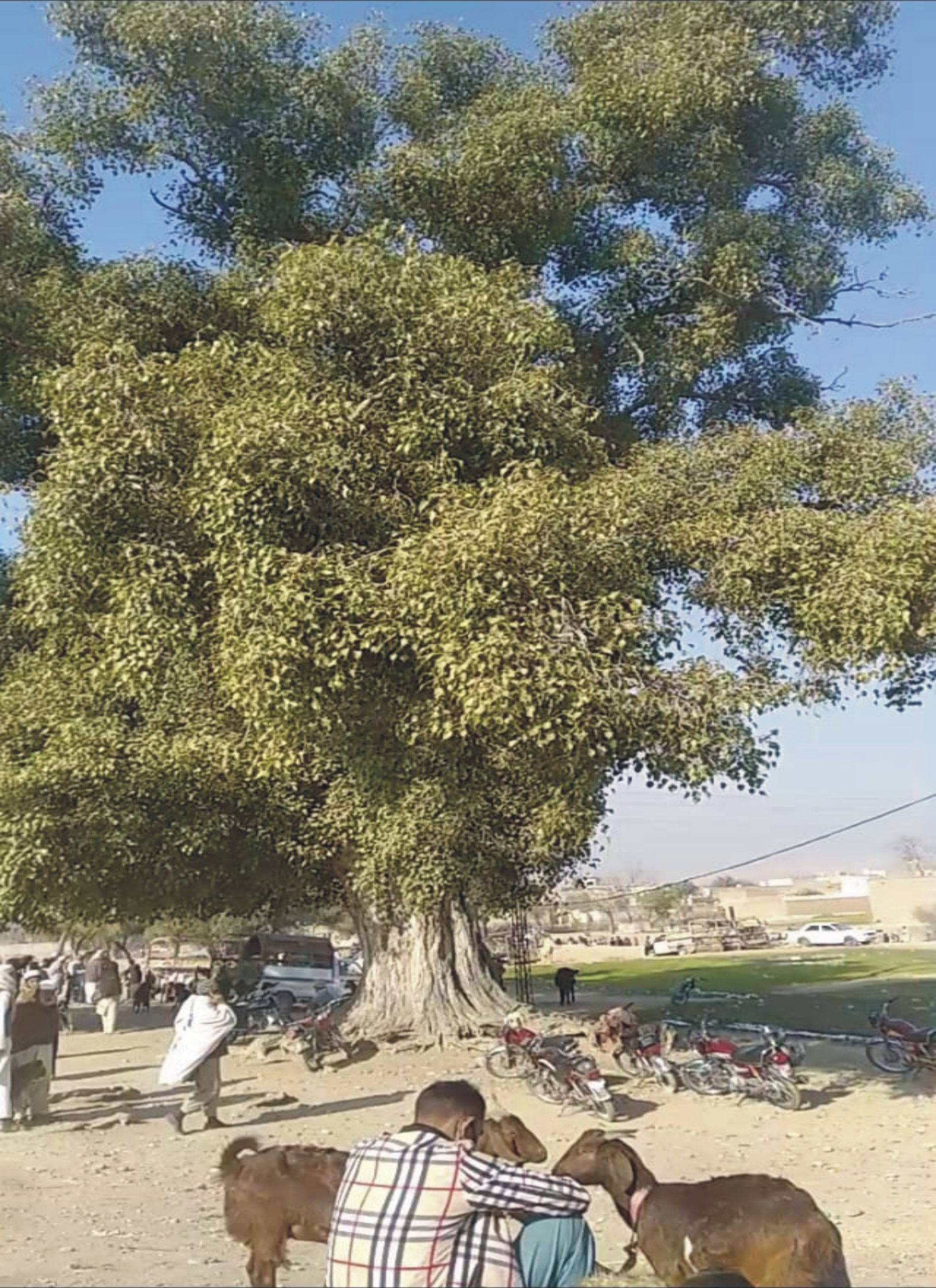 The shade of nostalgia: Mithakhel Mela under the vanishing Peepal tree ...